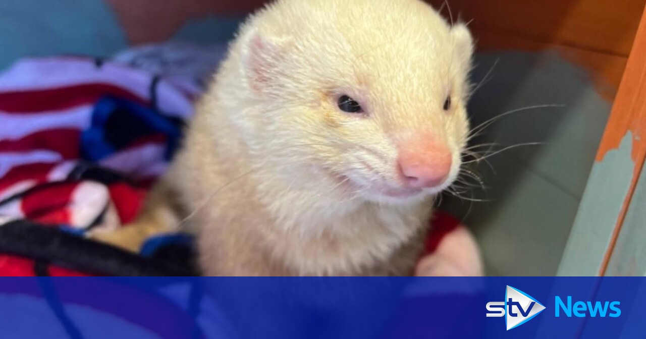 Two ferrets found running loose after being abandoned in lay-by on the ...