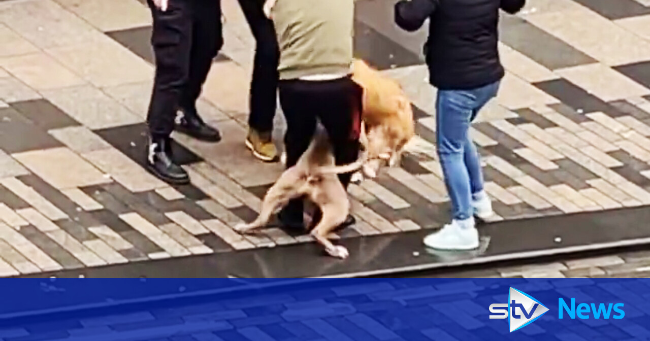 XL Bully attacks labrador on high street as witnesses intervene to save ...