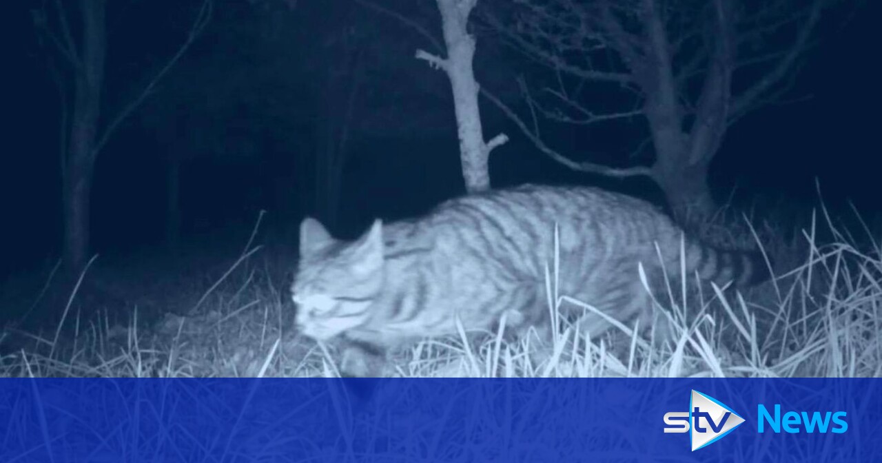 Scottish wildcat footage reveals 'unseen' hunting behaviour of UK's ...