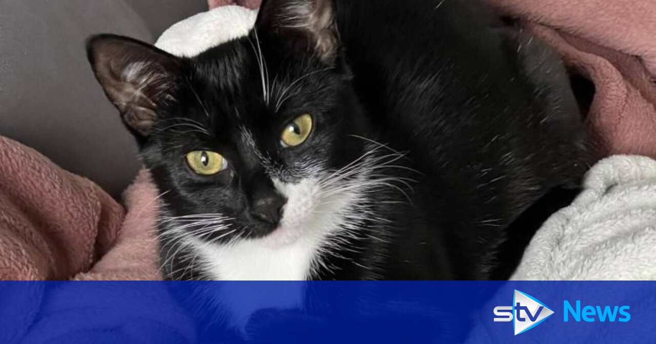 Deaf cat with neurological condition finds forever home with help from ...