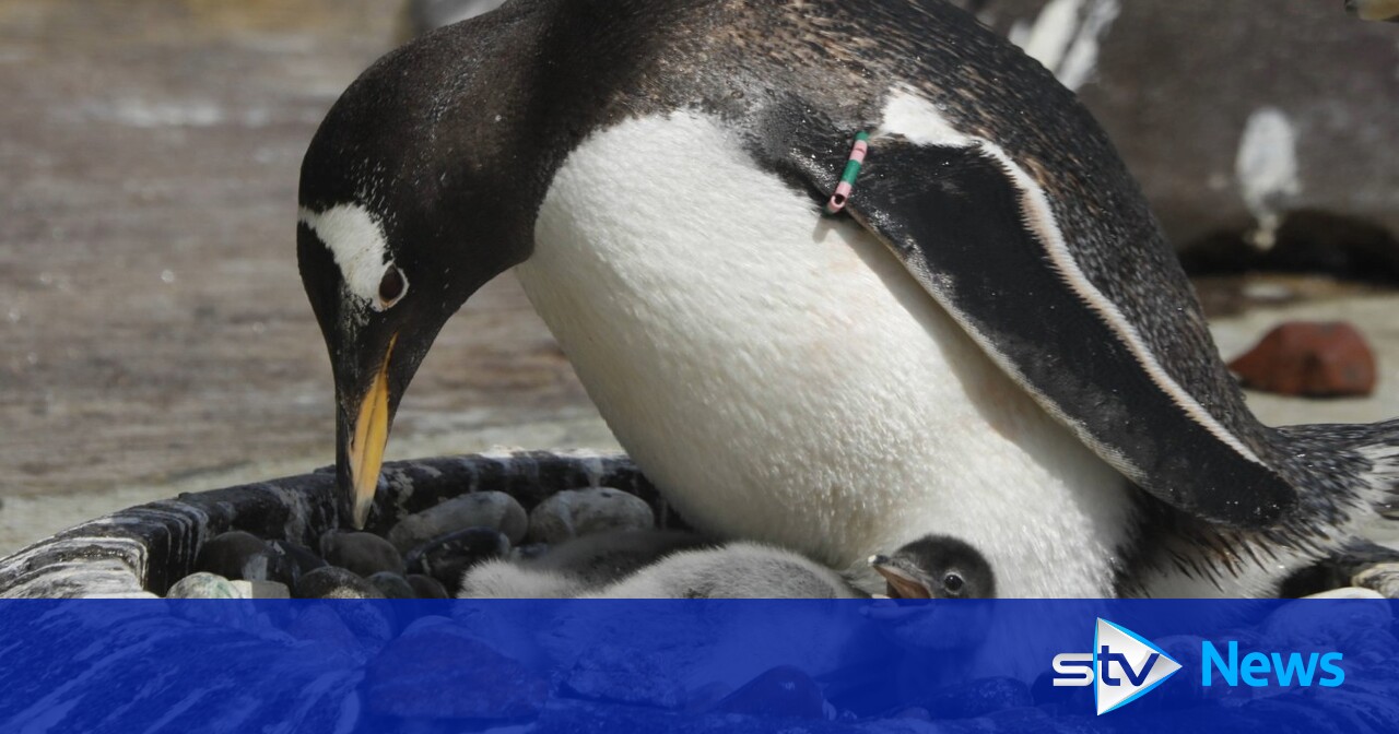 Edinburgh Zoo welcomes 15 tiny penguin chicks including five endangered Northern rockhoppers ...
