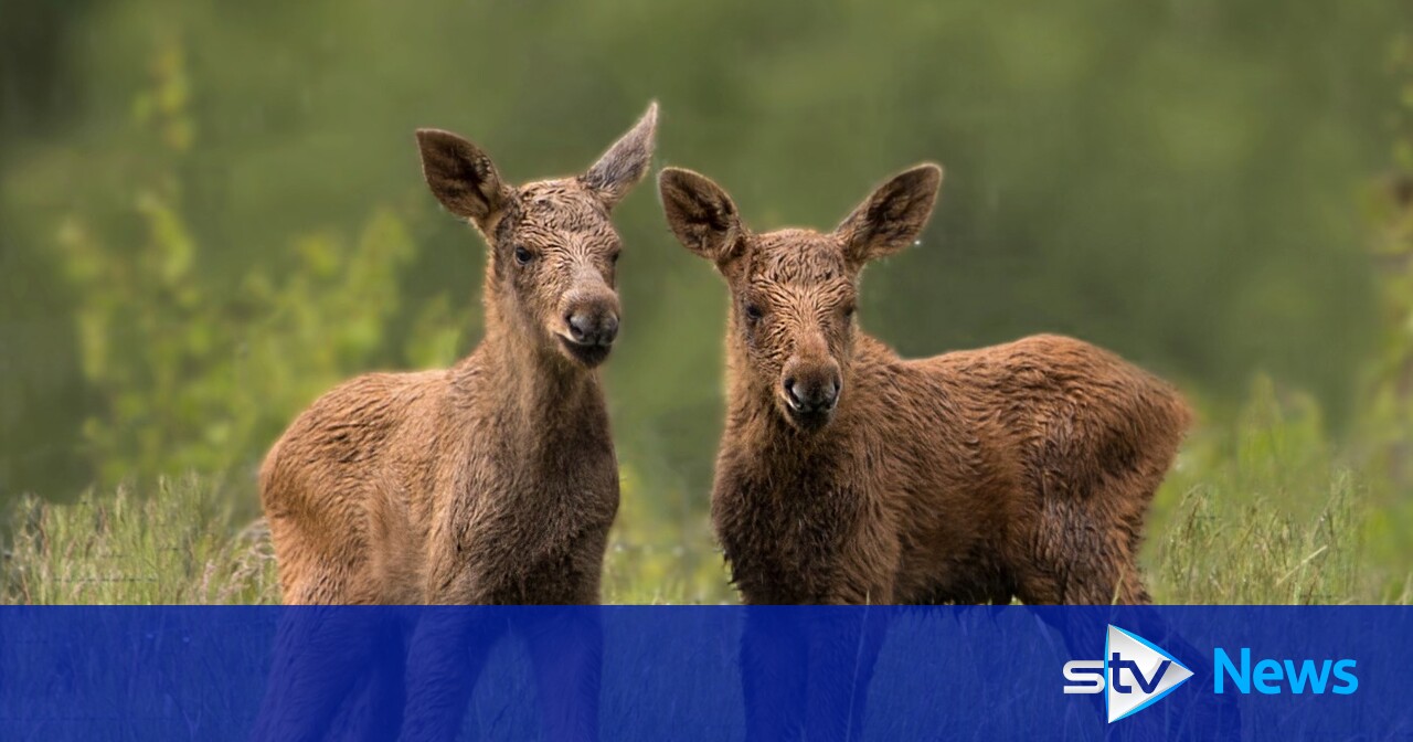 First images of Elk twins born at Highland Wildlife Park near Kingussie ...