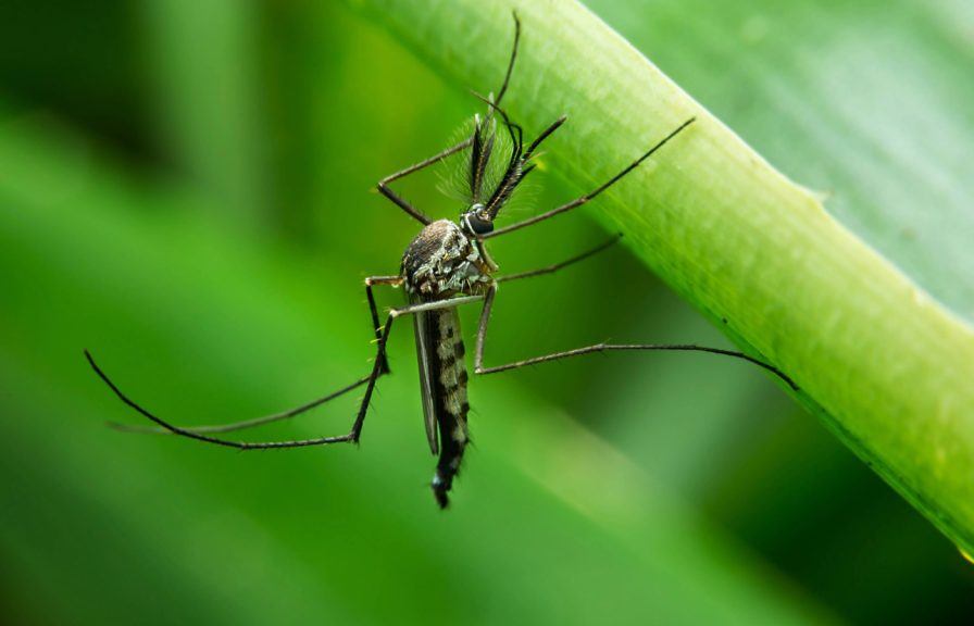 Mosquitoes found in Scotland pose future risk of disease amid climate ...