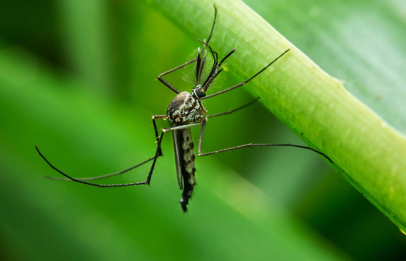 Mosquitoes found in Scotland pose future risk of disease amid climate ...