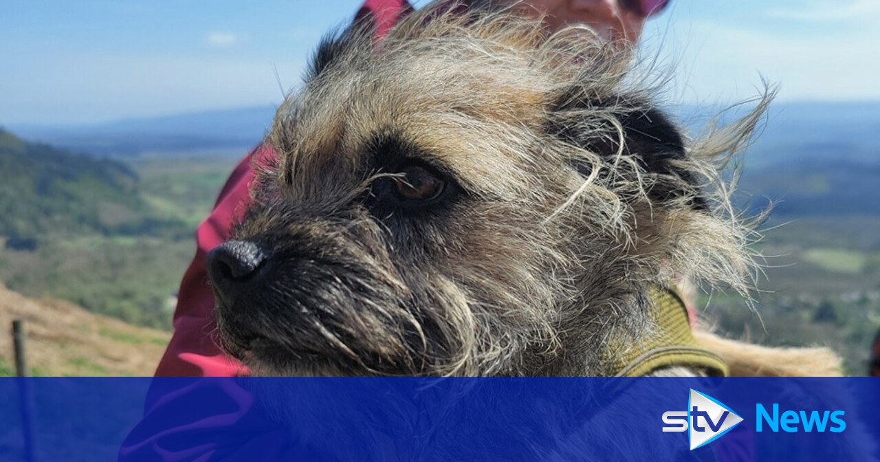 Dog falls off cliff into quarry at Craigmore Hill in Aberfoyle sparking ...
