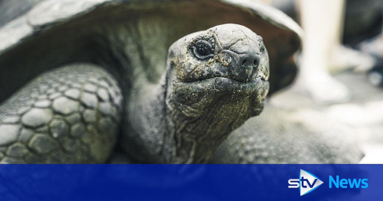Man dumped ten dead giant tortoises in Devon woodland after heating ...
