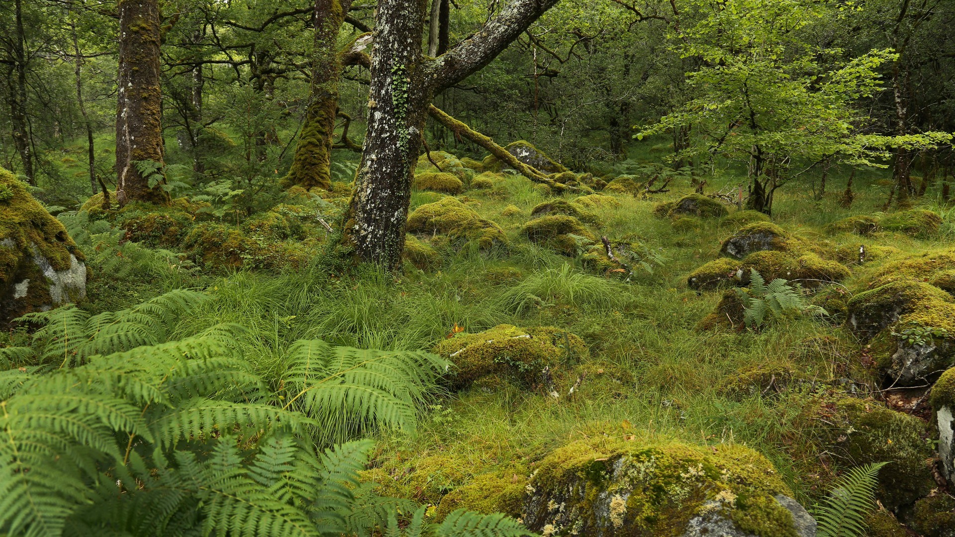 Rainforest restoration projects bring jobs and investment to rural ...