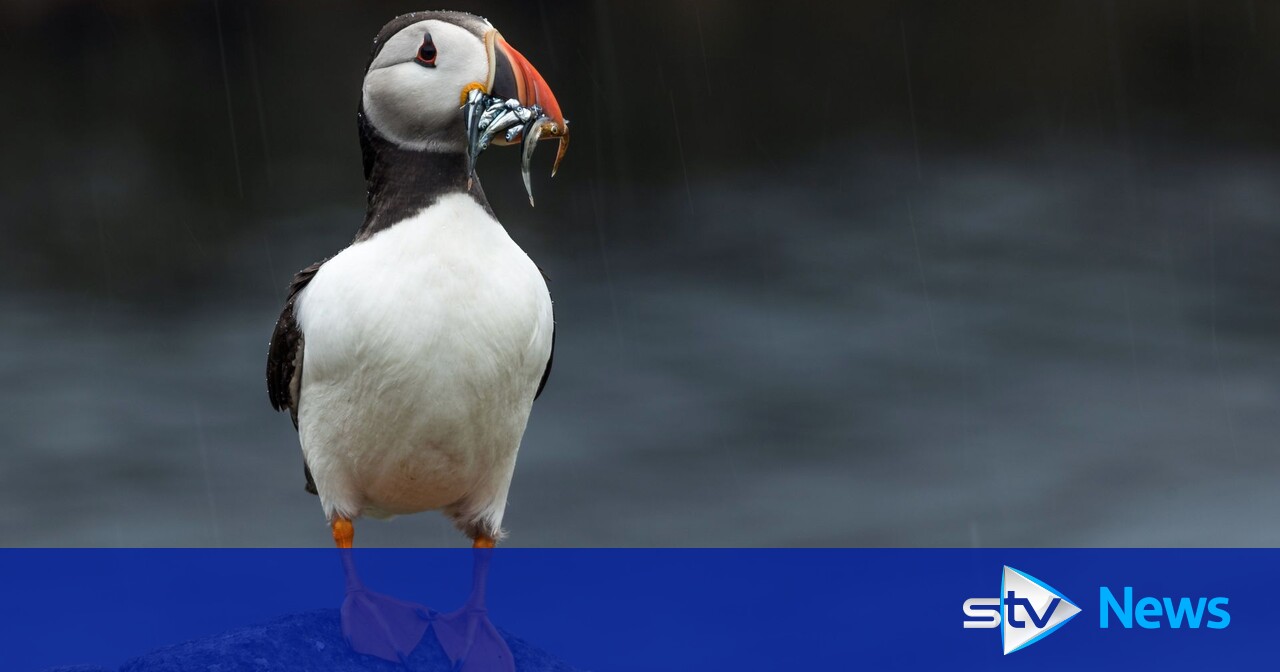 Puffin population soars by a third on Isle of May in Firth of Forth near Edinburgh | STV News