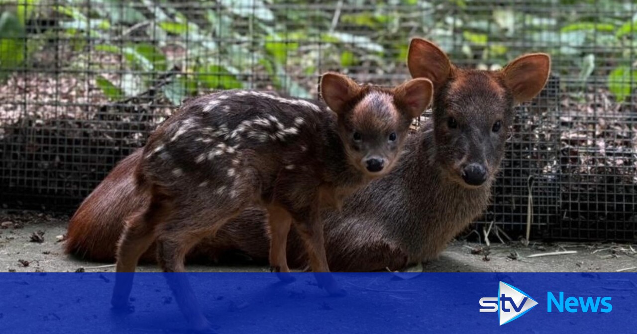 World's smallest deer fawn called Gia born at Edinburgh Zoo | STV News