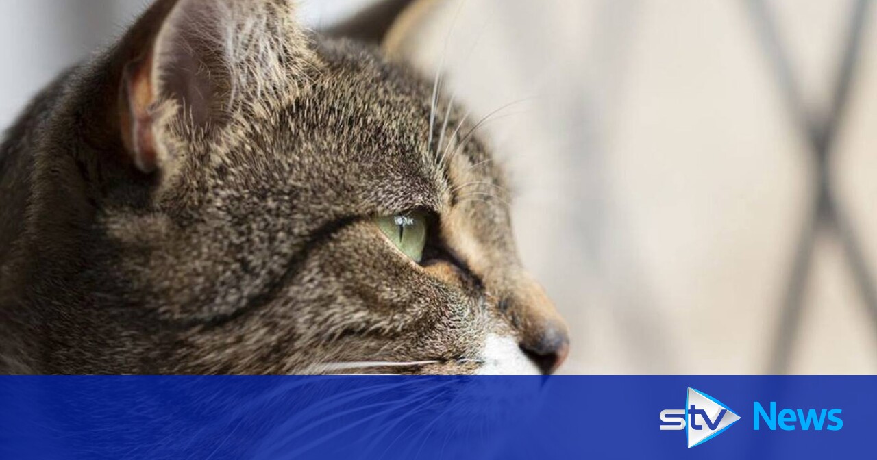 Two cats found with eye injuries in Angus, as vets suggest hex nut ...