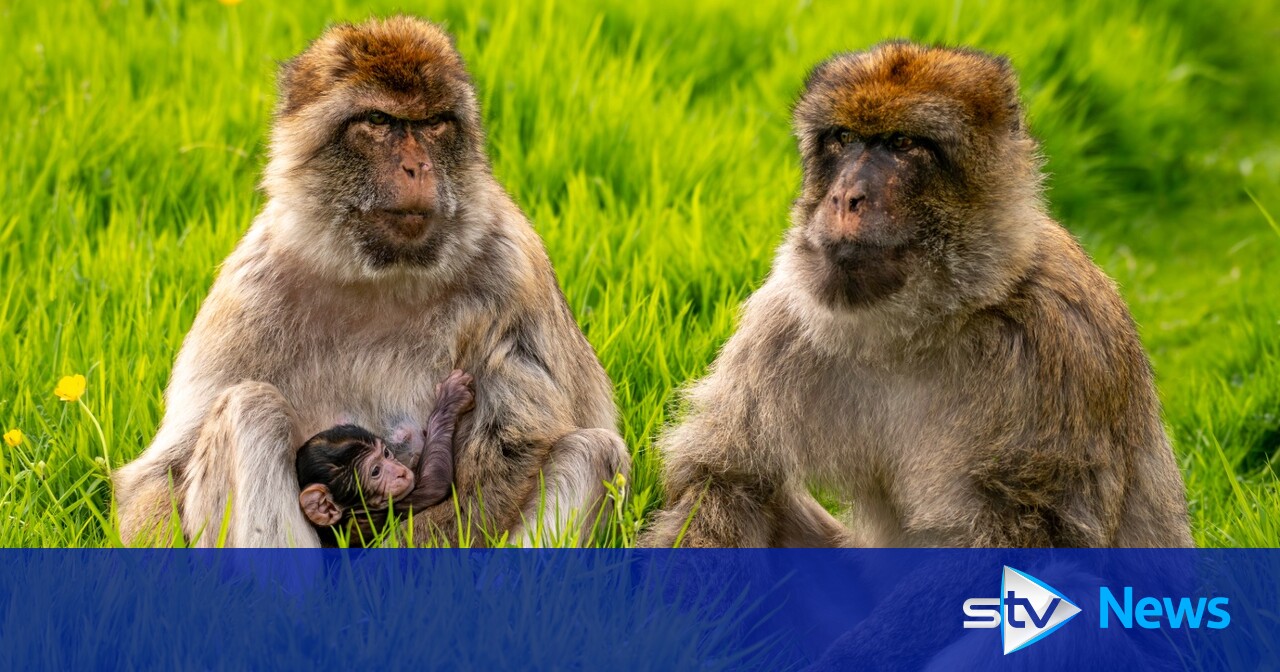 Safari park welcomes baby macaque to troop of endangered monkeys | STV News
