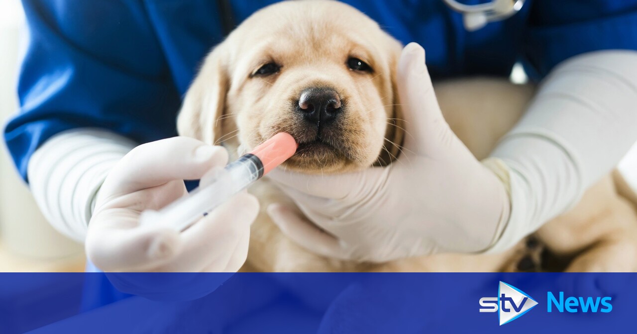 School of Veterinary Medicine at Scotland’s Rural College opens for ...