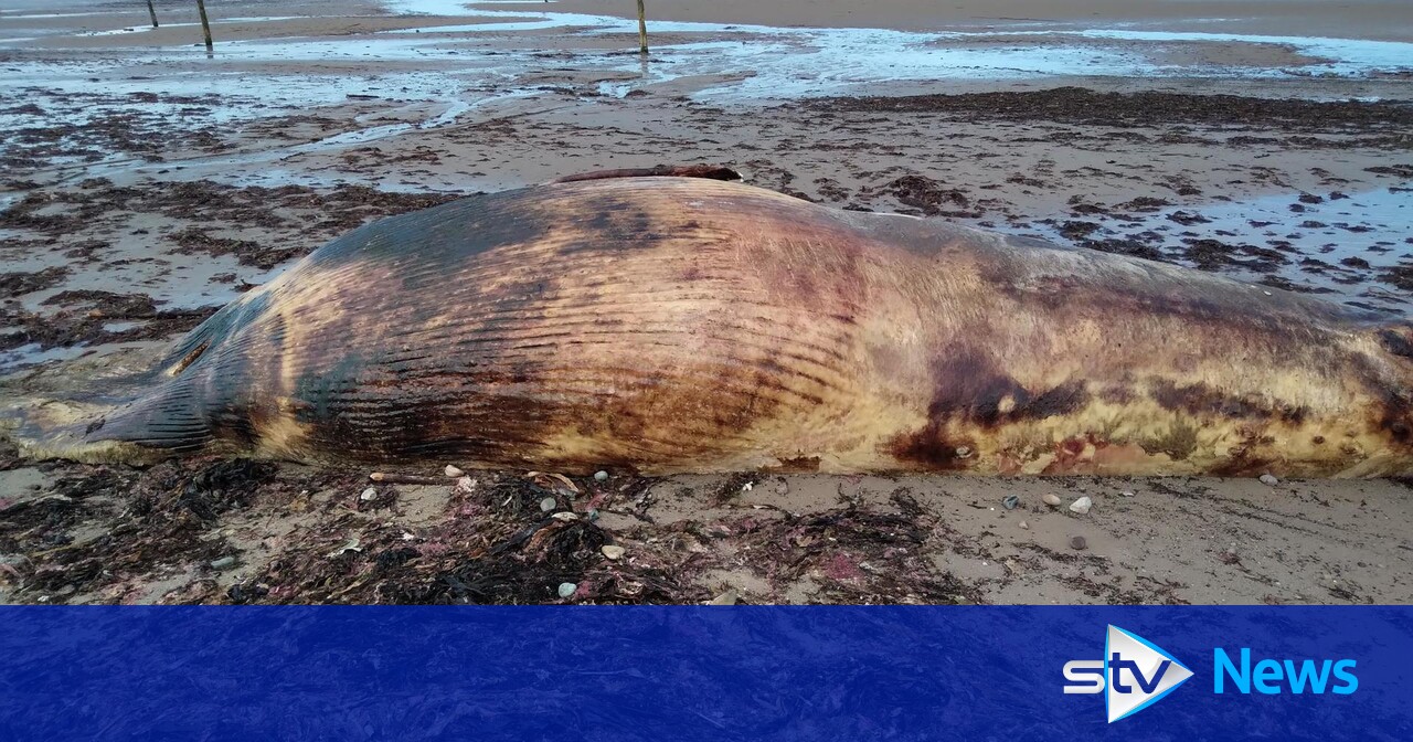 Public urged to avoid beach after seven-metre whale washes up | STV News