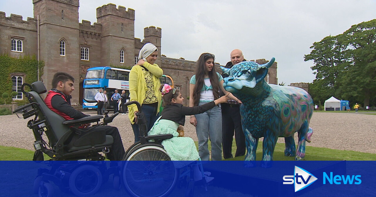 Highland Coo sculpture trail across Perthshire to raise money for CHAS ...