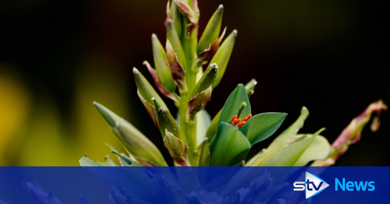 Rare ‘sapphire tower’ blooms outdoors in Scotland for first time at ...