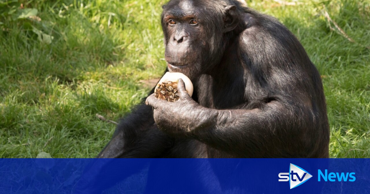 Chimpanzee injured in fatal troop fight at Edinburgh Zoo returns to ...