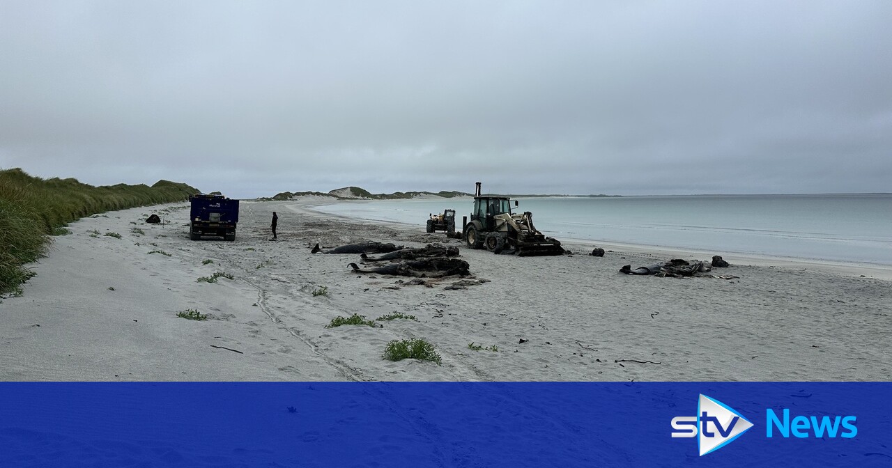 Burial operation for 77 whales under way after mass stranding on Orkney ...