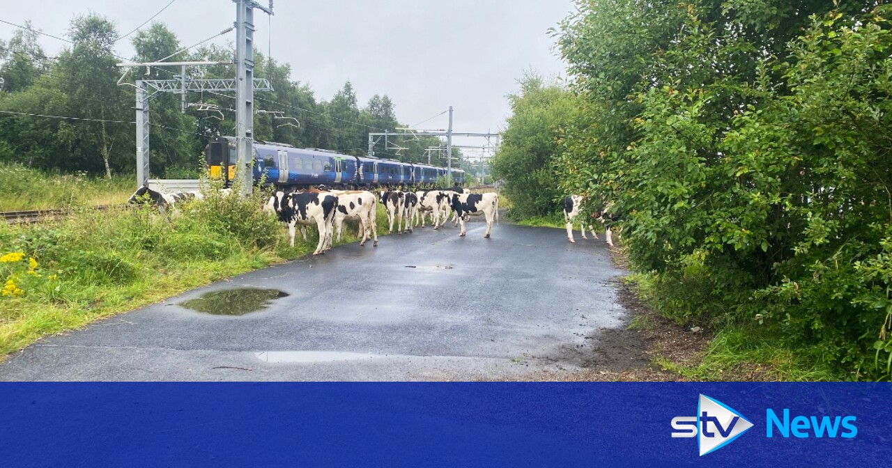 Herd of cows on train tracks cause havoc on Edinburgh to Glasgow ...