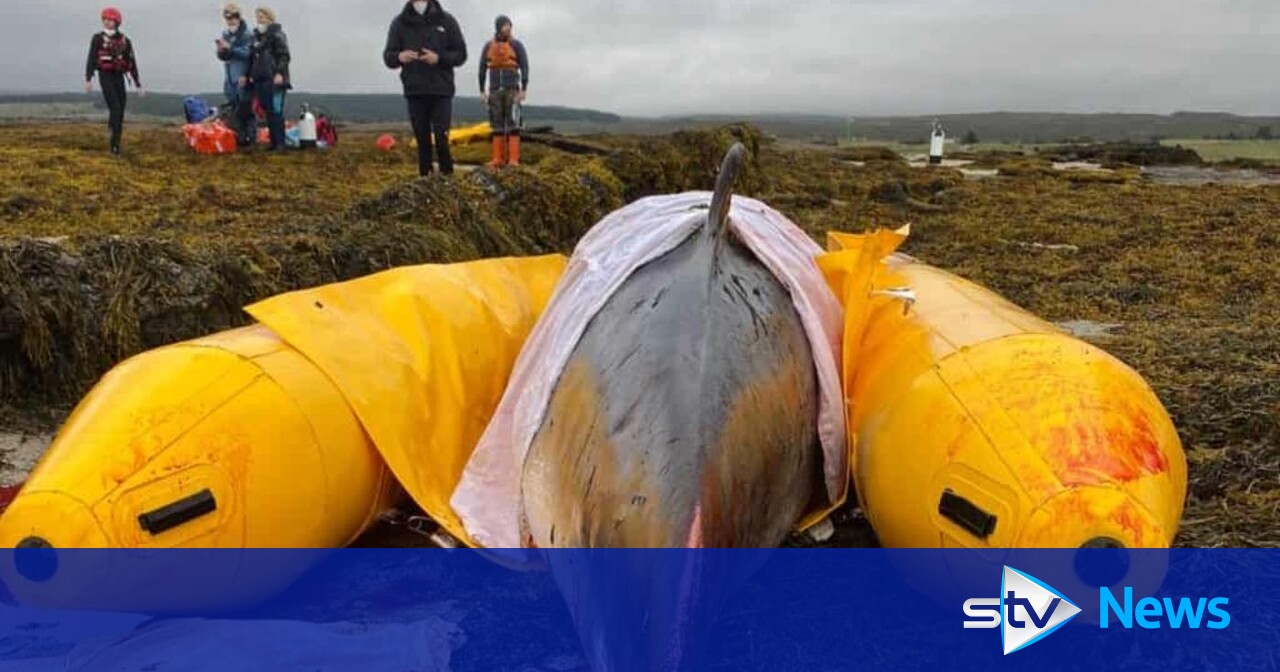 Young minke whale stranded on rocks dies after 'dangerous' rescue ...