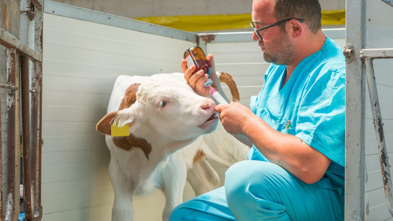 School of Veterinary Medicine at Scotland’s Rural College opens for ...