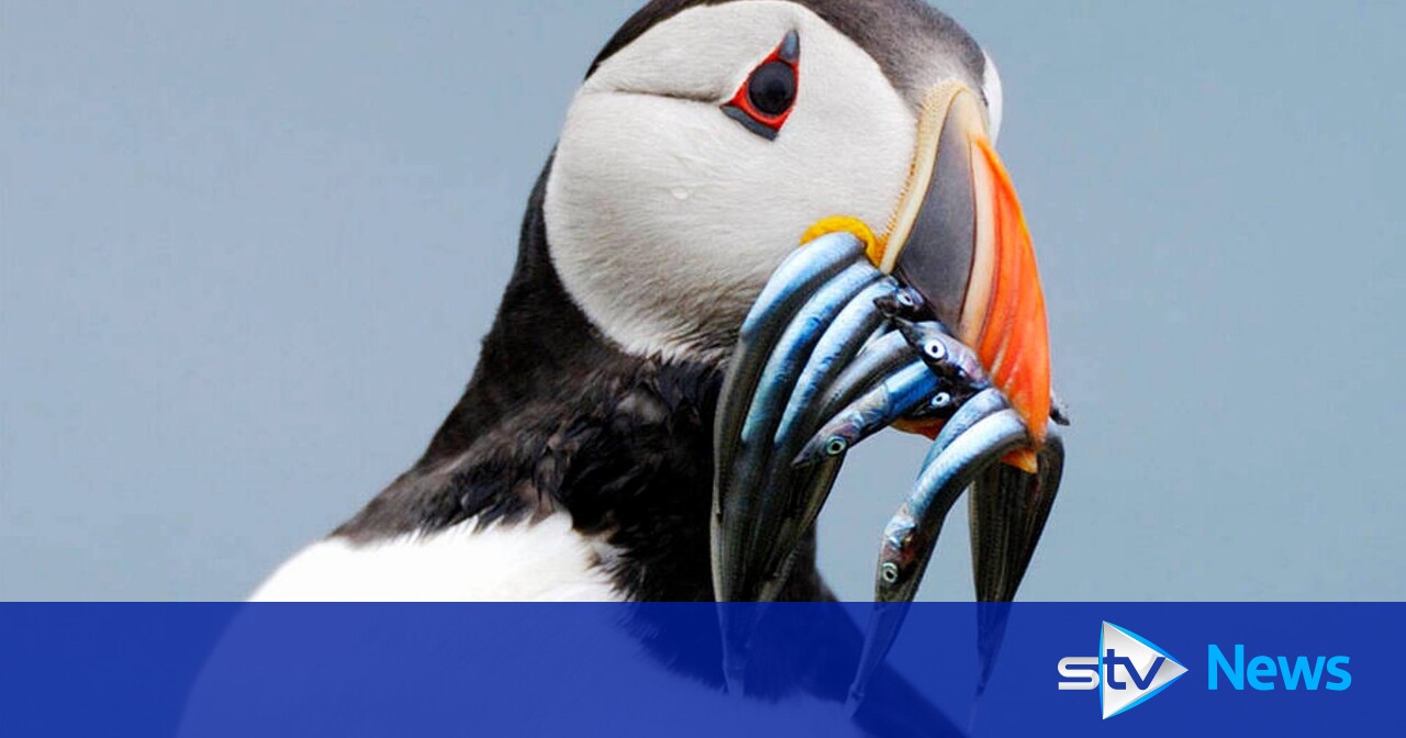 Hunt for predator eating island's seabirds after 'unusual signs' | STV News