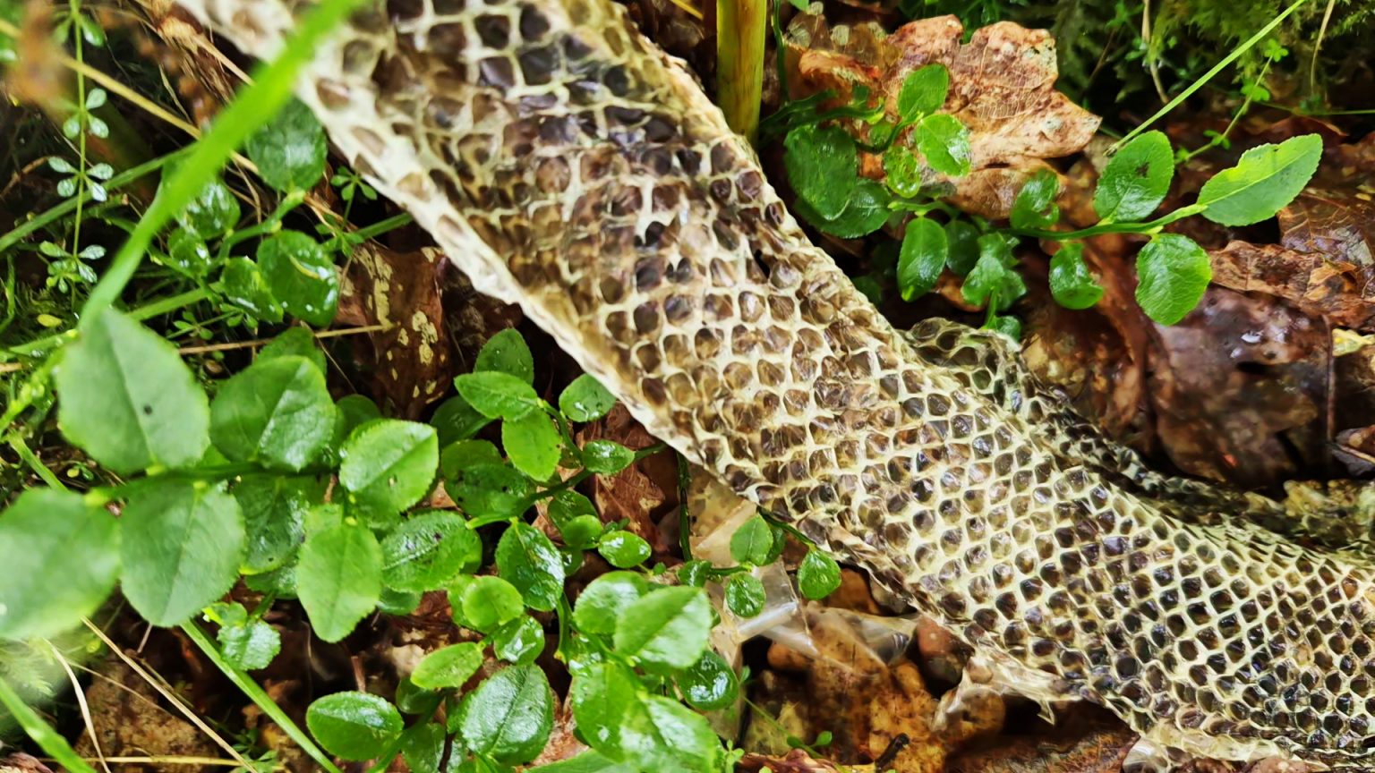 Five metre-long carpet snake interrupts family lunch in Australia | STV ...