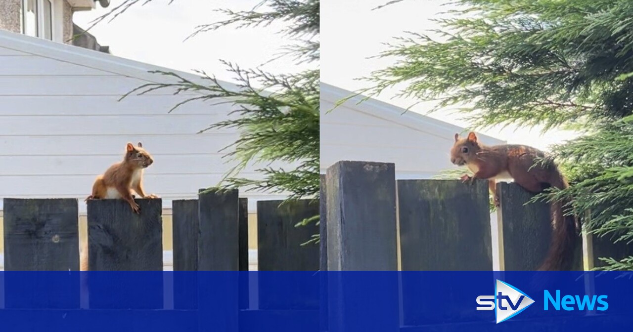 Rare red squirrel spotted in Bishopbriggs near Glasgow for first time ...