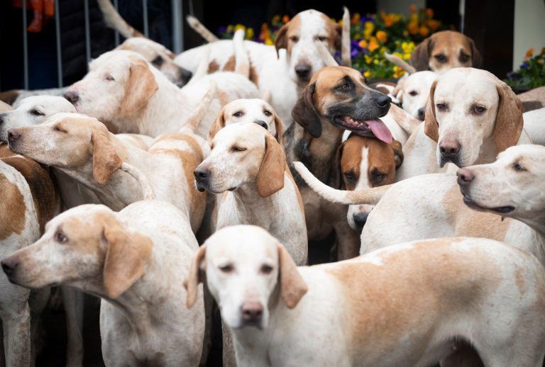 Fox hunters exploiting loophole in new laws, animal welfare charity ...