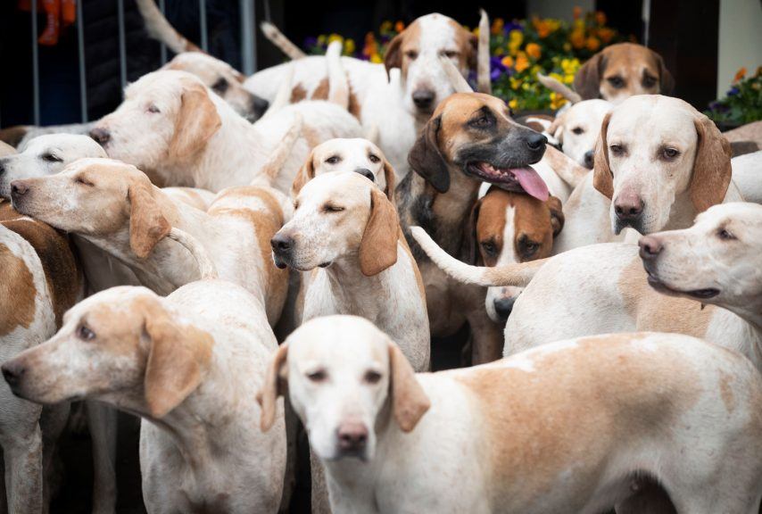 Fox hunters exploiting loophole in new laws, animal welfare charity ...