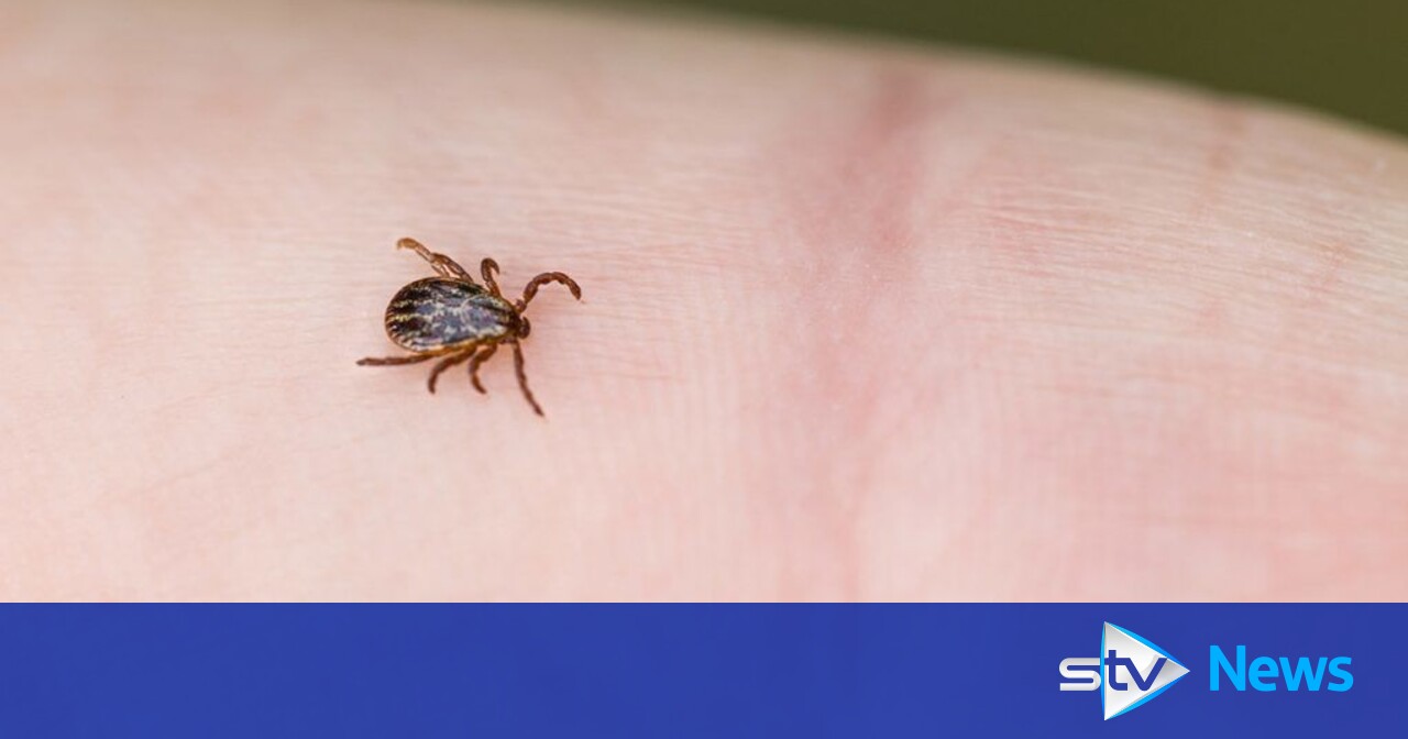 Climate forecast predicts huge surge in ticks across Scotland | STV News