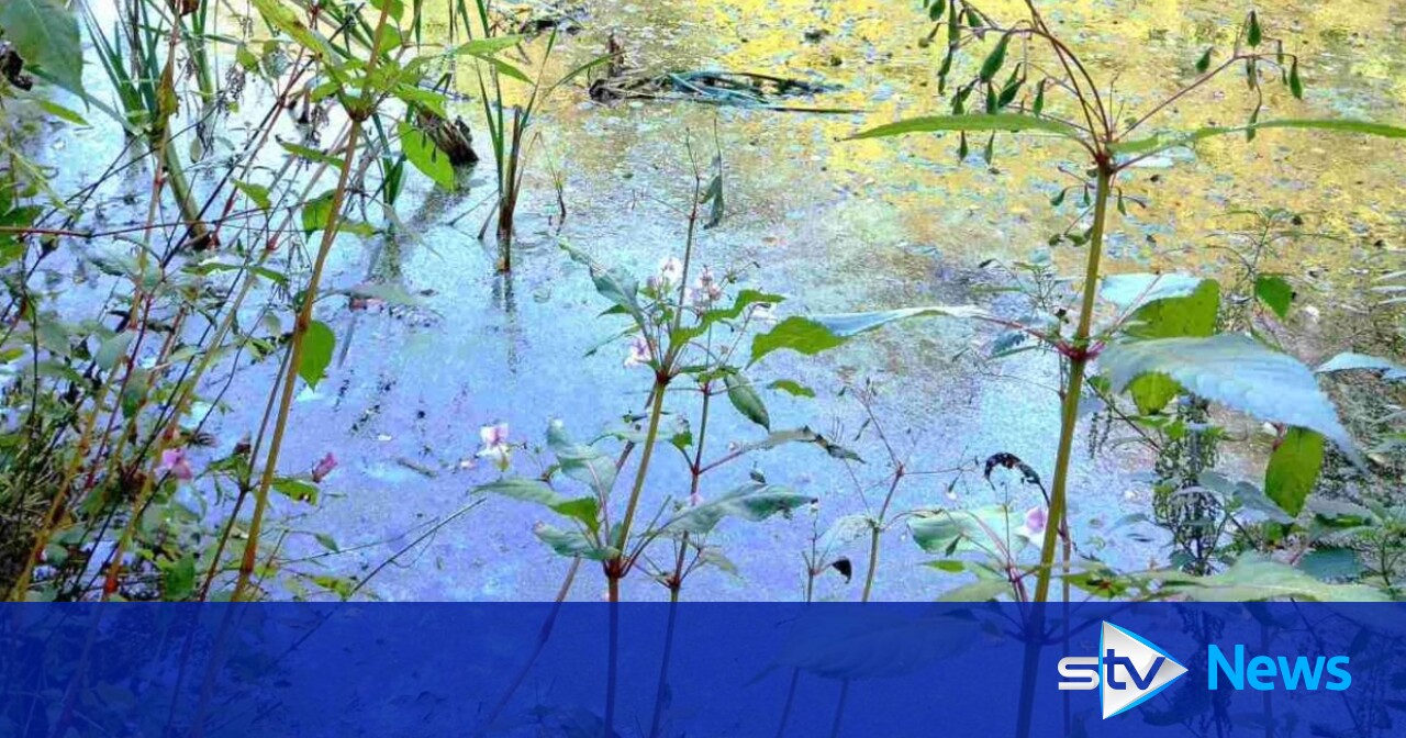 Warning issued to public and pet owners after toxic blue-green algae ...
