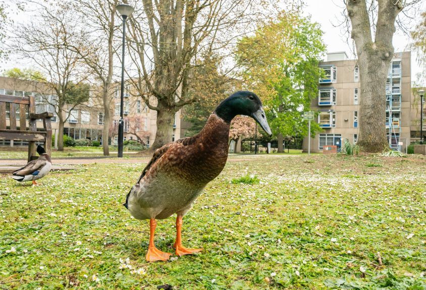 Statue unveiled for extra-tall duck who became an internet sensation ...