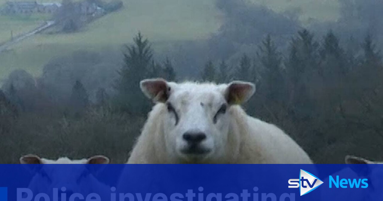 Police investigating after 40 sheep worth thousands stolen from farm ...