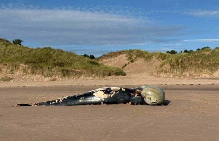 Warning issued after whale carcass washes up on Lunan Bay, Angus | STV News