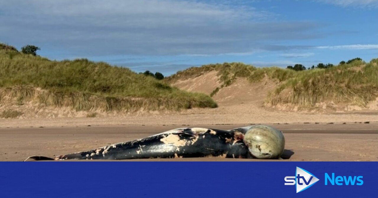 Warning issued after whale carcass washes up on Lunan Bay, Angus | STV News