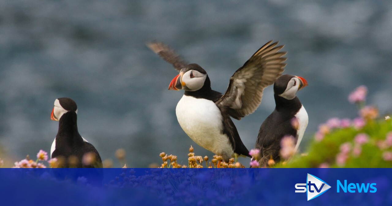 Scotland’s seabirds face a 'bleak future' without action after five ...