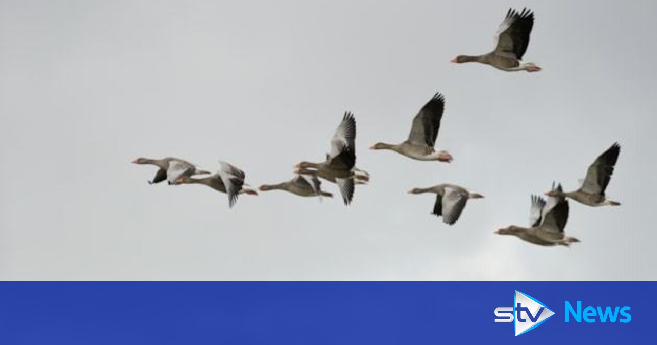 Scots asked to look out for geese with tracking collars as part of ...