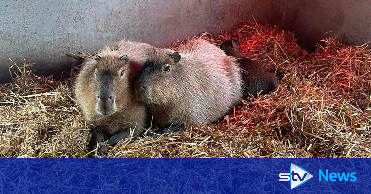 Escaped capybara called Cinnamon captured after nearly a week on the ...