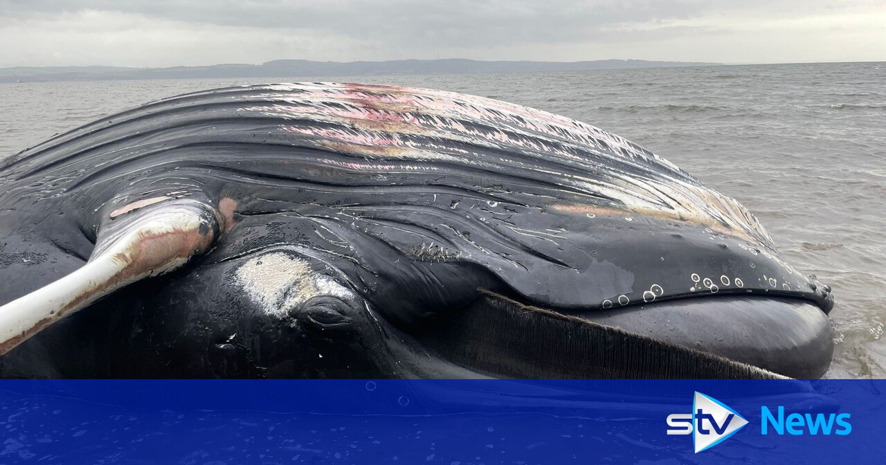 Two whales wash up dead on Scottish beaches after becoming 'entangled ...