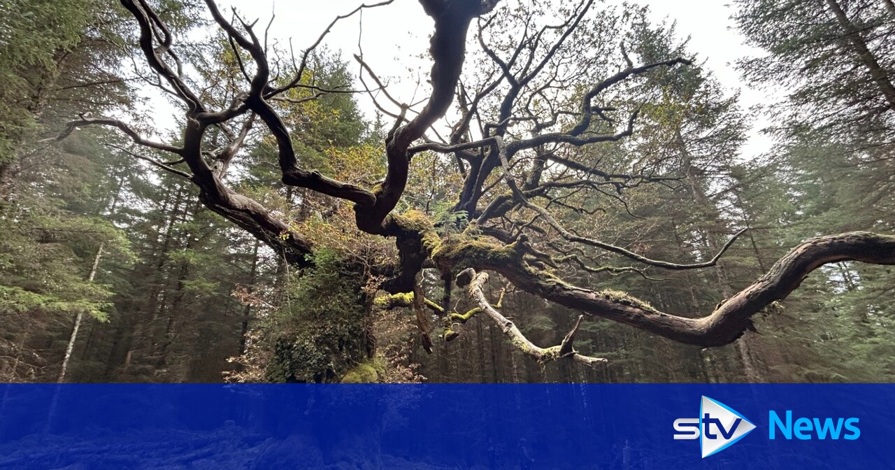 Centuries-old Scottish oak named after ceilidh band wins tree of the ...