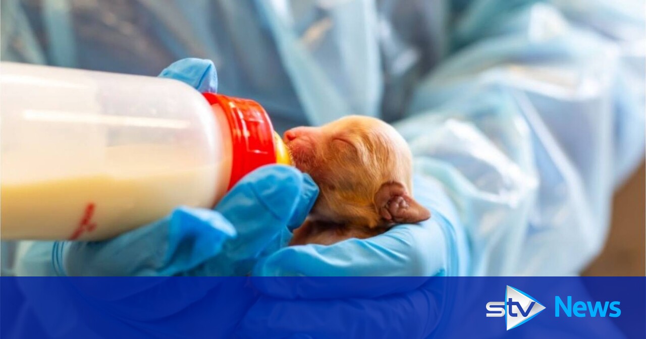 SSPCA rescues record-breaking 216 dogs from squalor in ten days | STV News