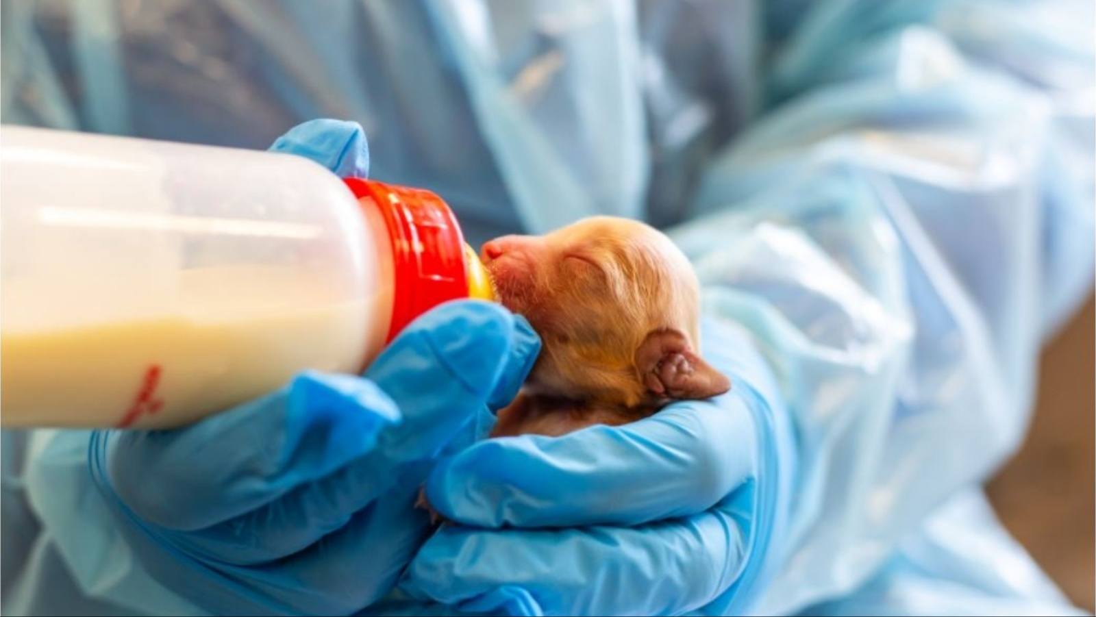 SSPCA rescues record-breaking 216 dogs from squalor in ten days | STV News