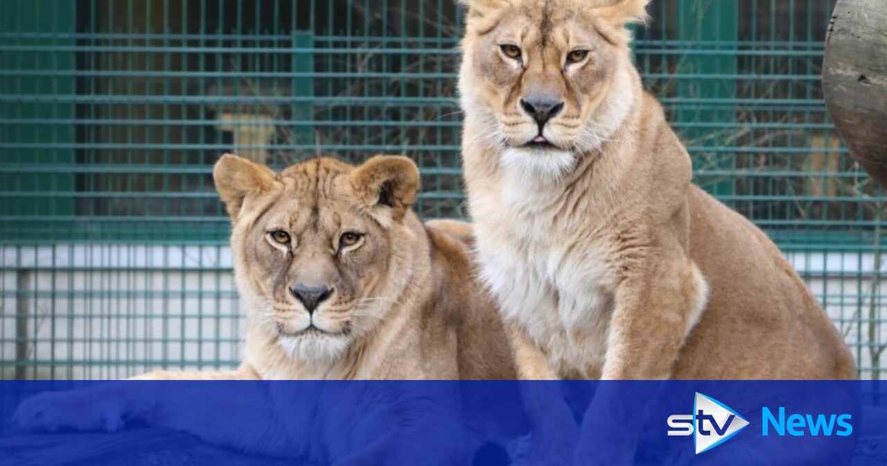 Two lionesses given new home at Five Sisters Zoo after rescue from ...
