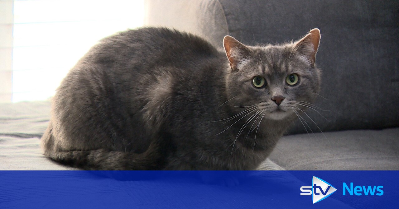 Cat that disappeared on Boxing Day reunited with family seven years ...