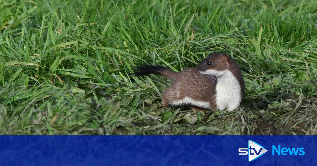 Project to remove invasive stoats from Orkney boosting native wildlife ...