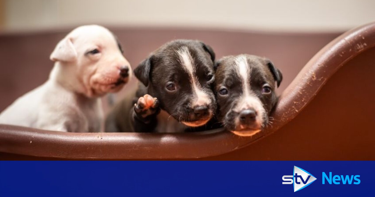 Urgent appeal for donations as SSPCA sees influx of new puppies born ...