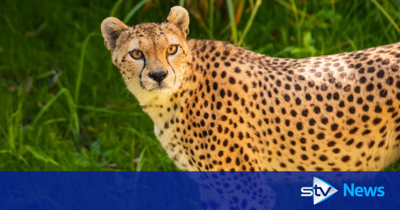 Edinburgh Zoo announces death of Cleo the Cheetah one month after ...