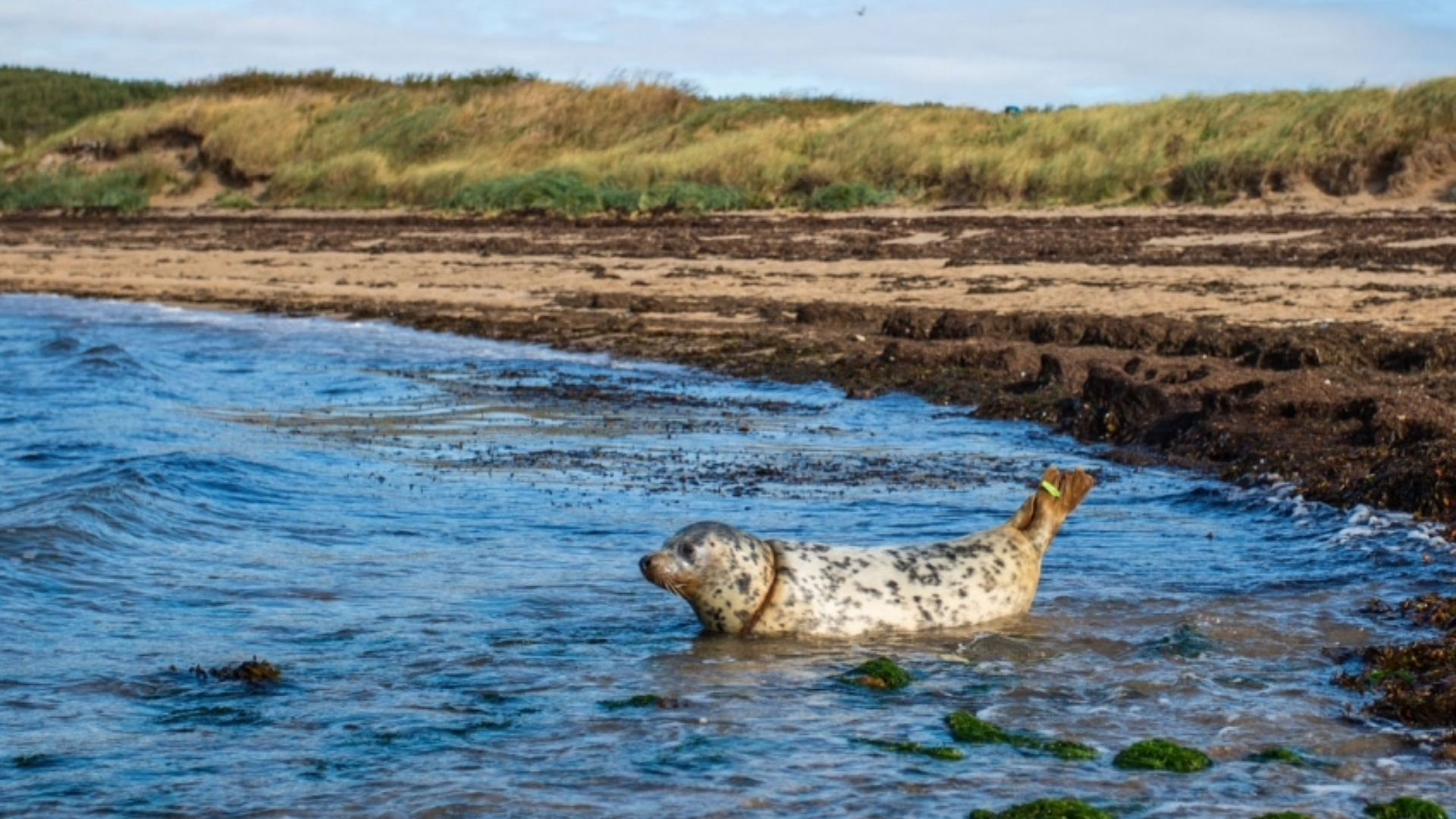 Ariel the grey seal makes miraculous recovery after nearly being ...