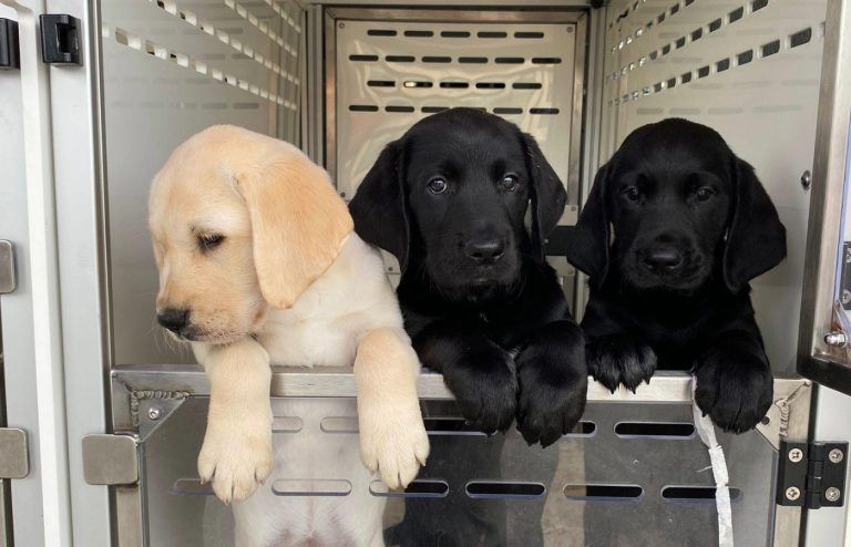 Puppies born to Guide Dogs UK's first-ever mum from Japan arrive in ...