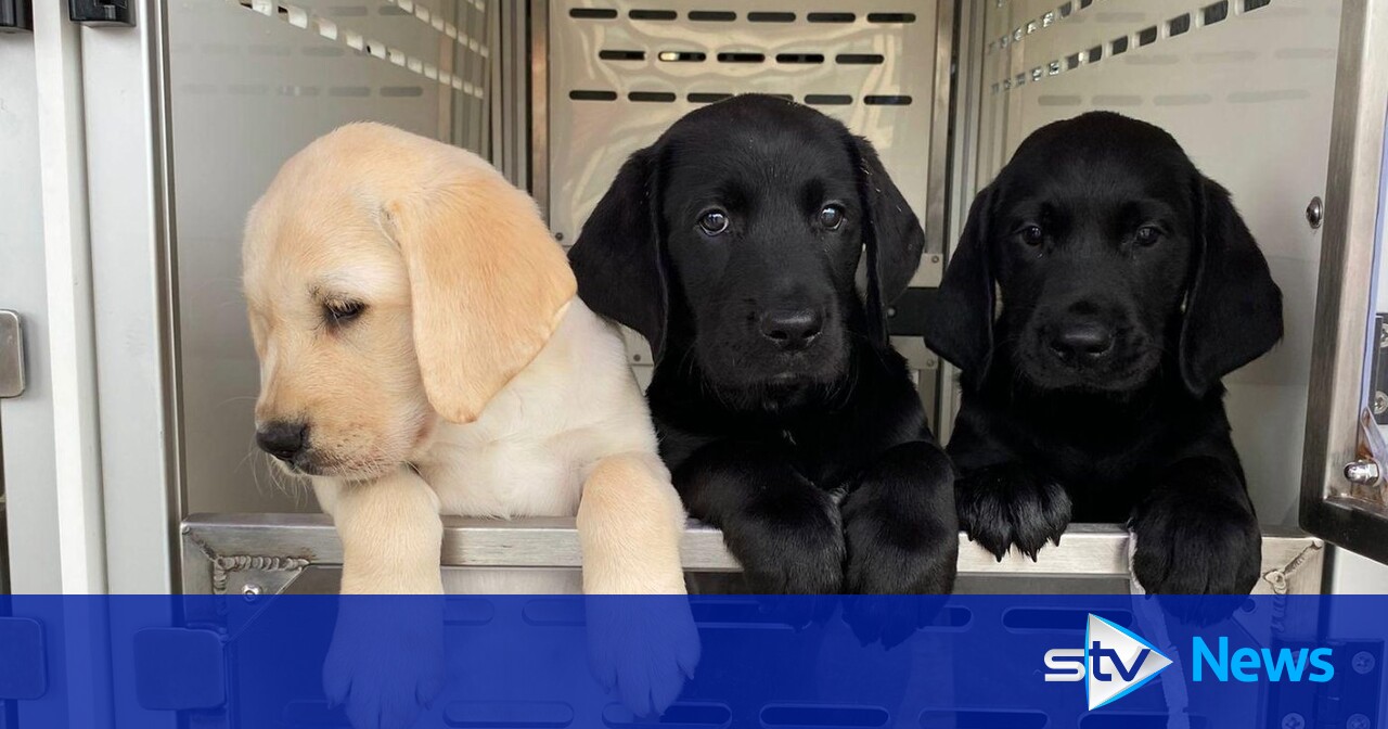 Puppies born to Guide Dogs UK's first-ever mum from Japan arrive in ...